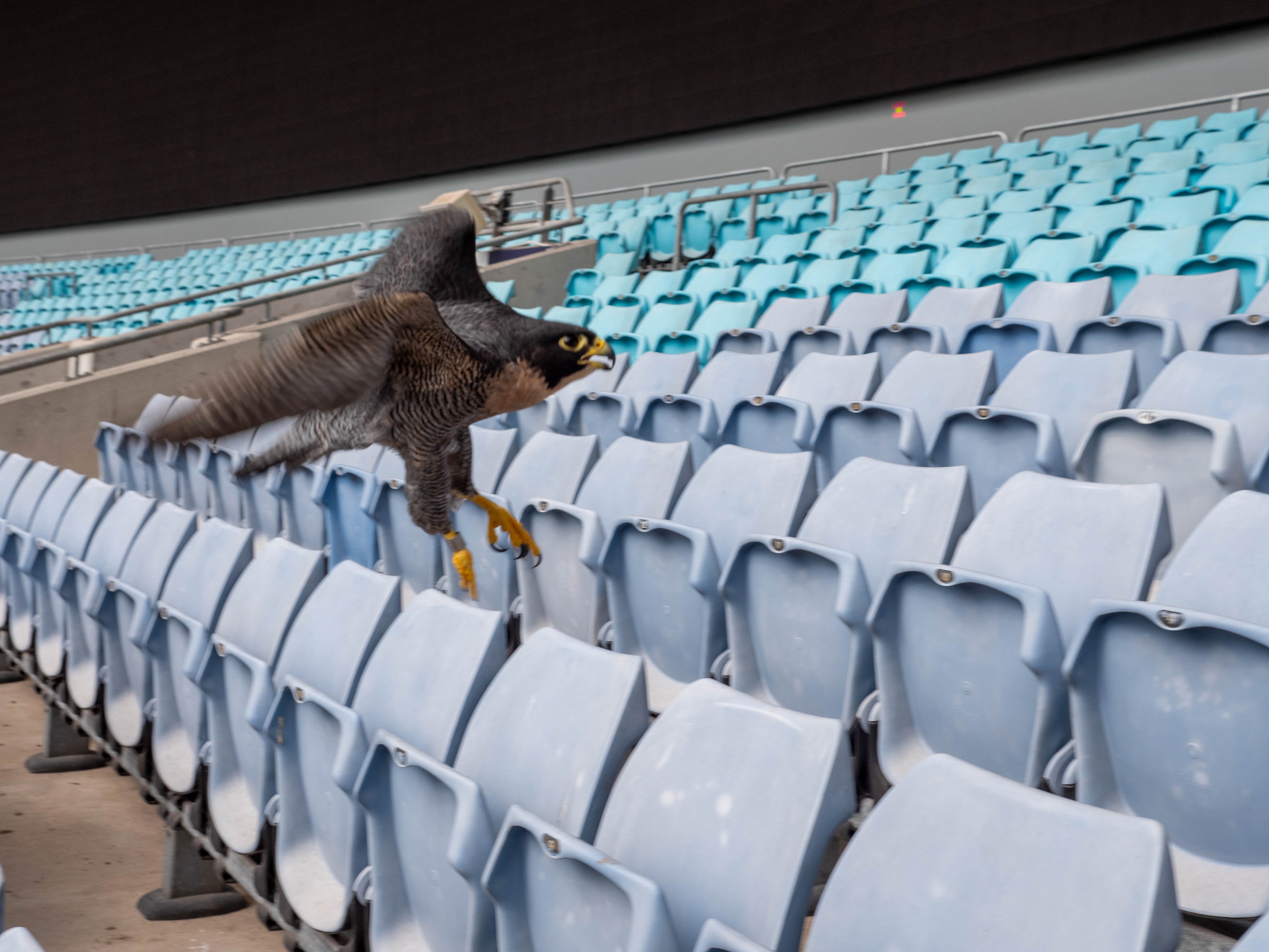 Swifty the peregrine falcon that crashed Taylor Swift concert set-up ...