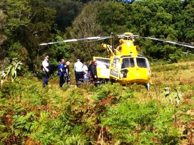 Logger dies after being hit by falling branch on New South Wales north ...