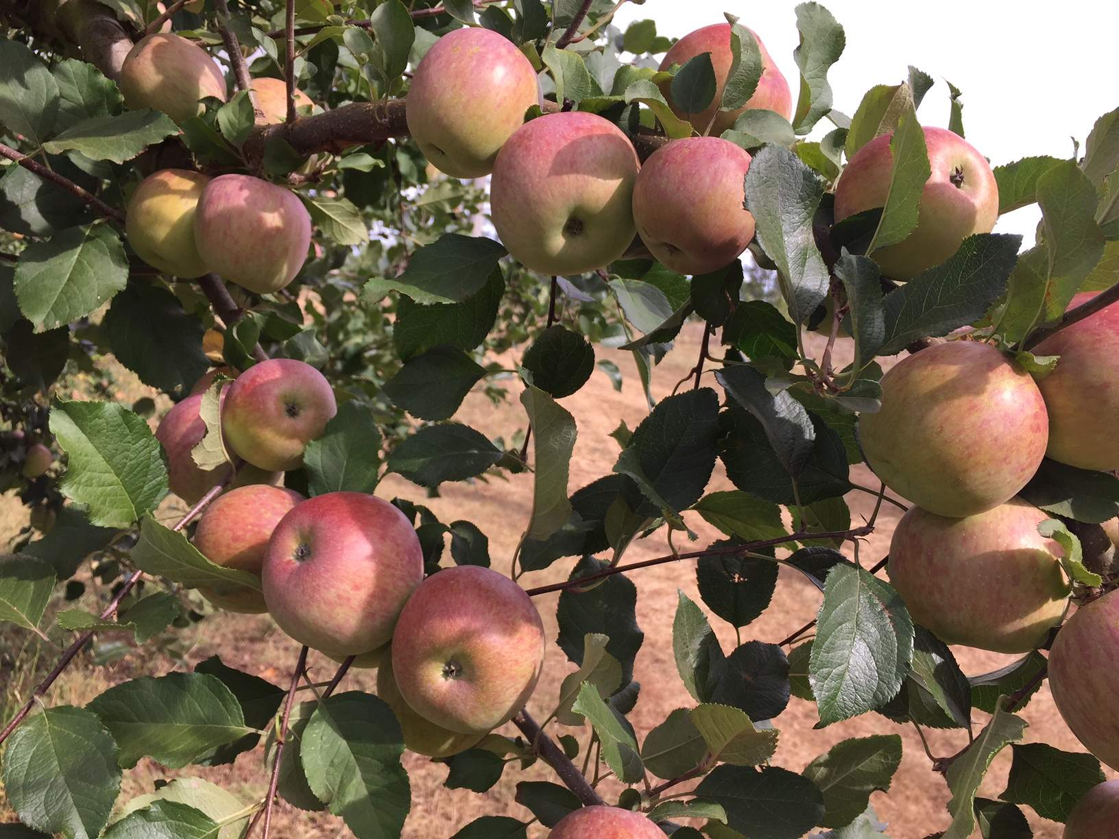 Apple harvest underway after dry growing season in Armidale - ABC News