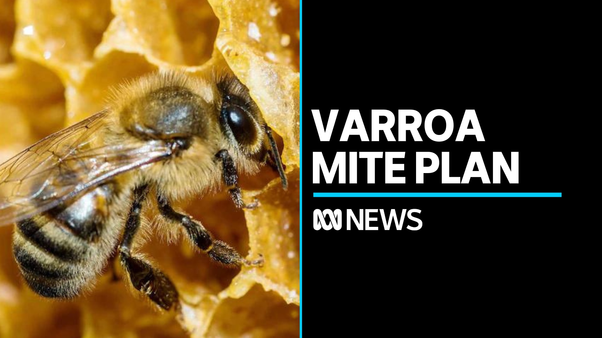 Authorities abandon varroa mite eradication plan - ABC News