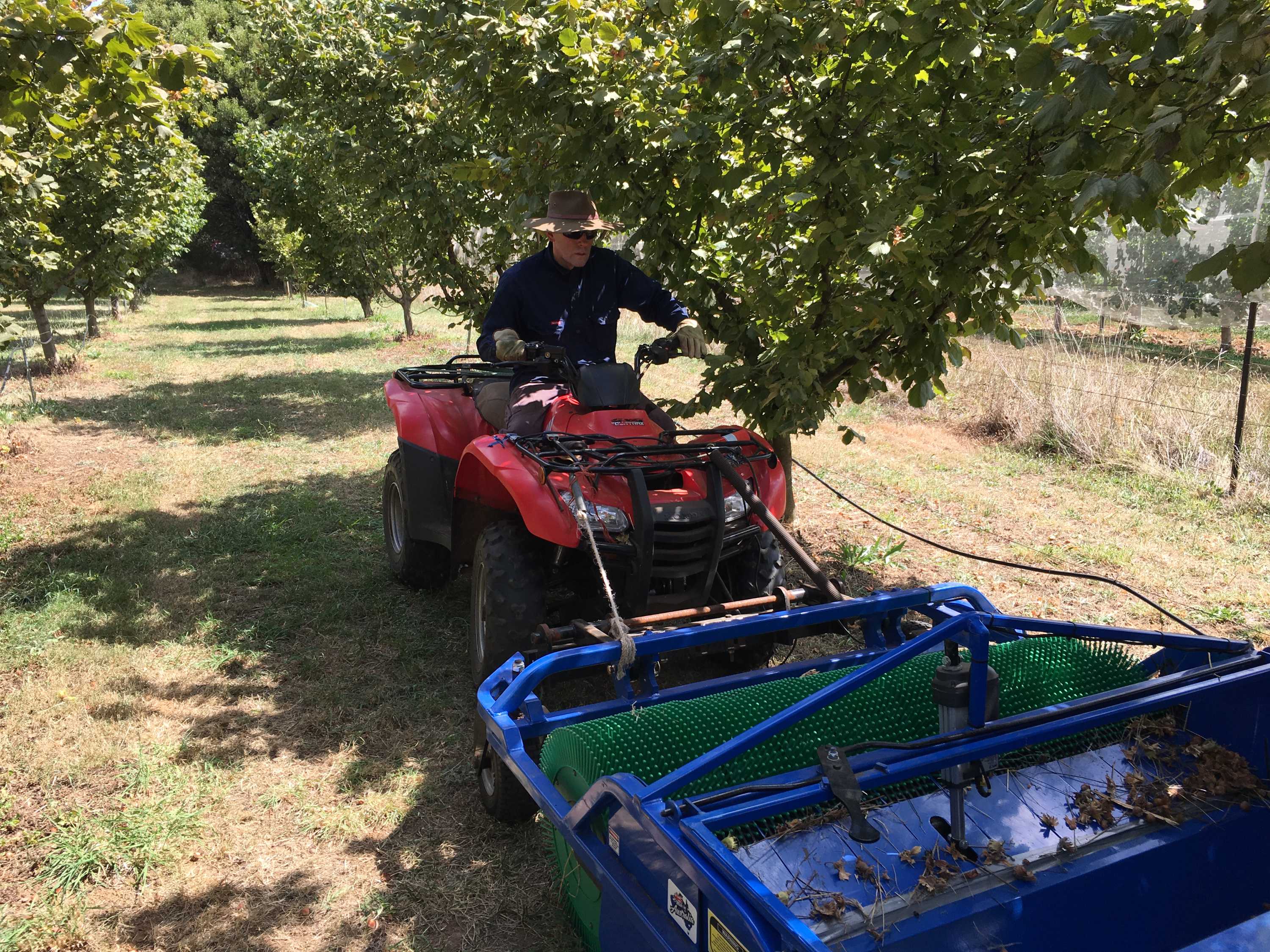 Hot spell helps generate the good oil for hazelnut growers in southern ...