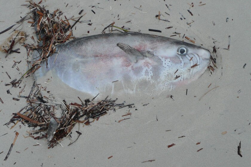 Rare Sunfish found stranded on Albany beaches - ABC News