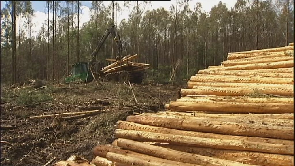 Biofuel pipped as Tas forestry booster - ABC News