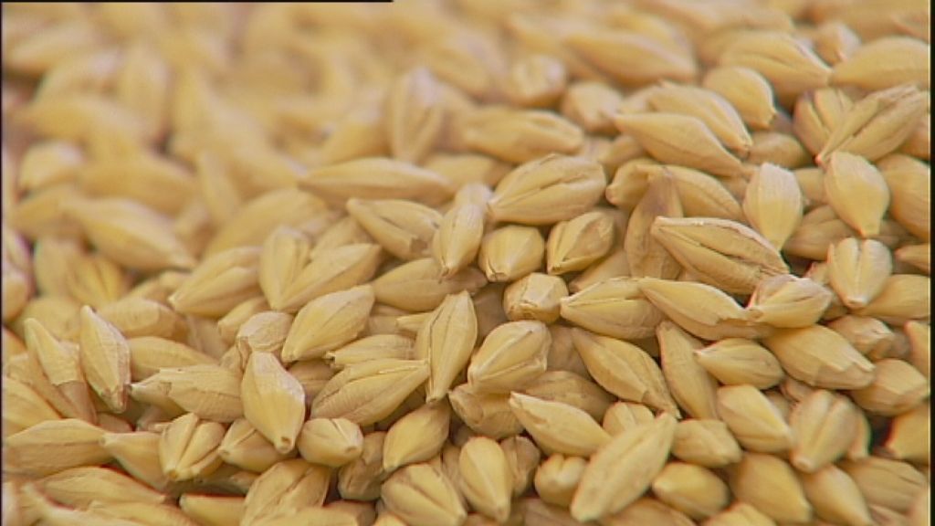 Ag lab promises boosted yields with new breed of barley - ABC News