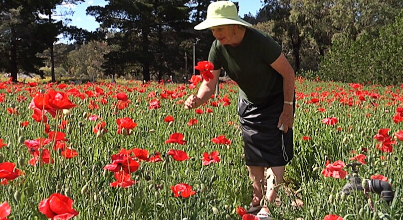 Field of poppies on the Granite Belt blooms in time for Remembrance Day ...