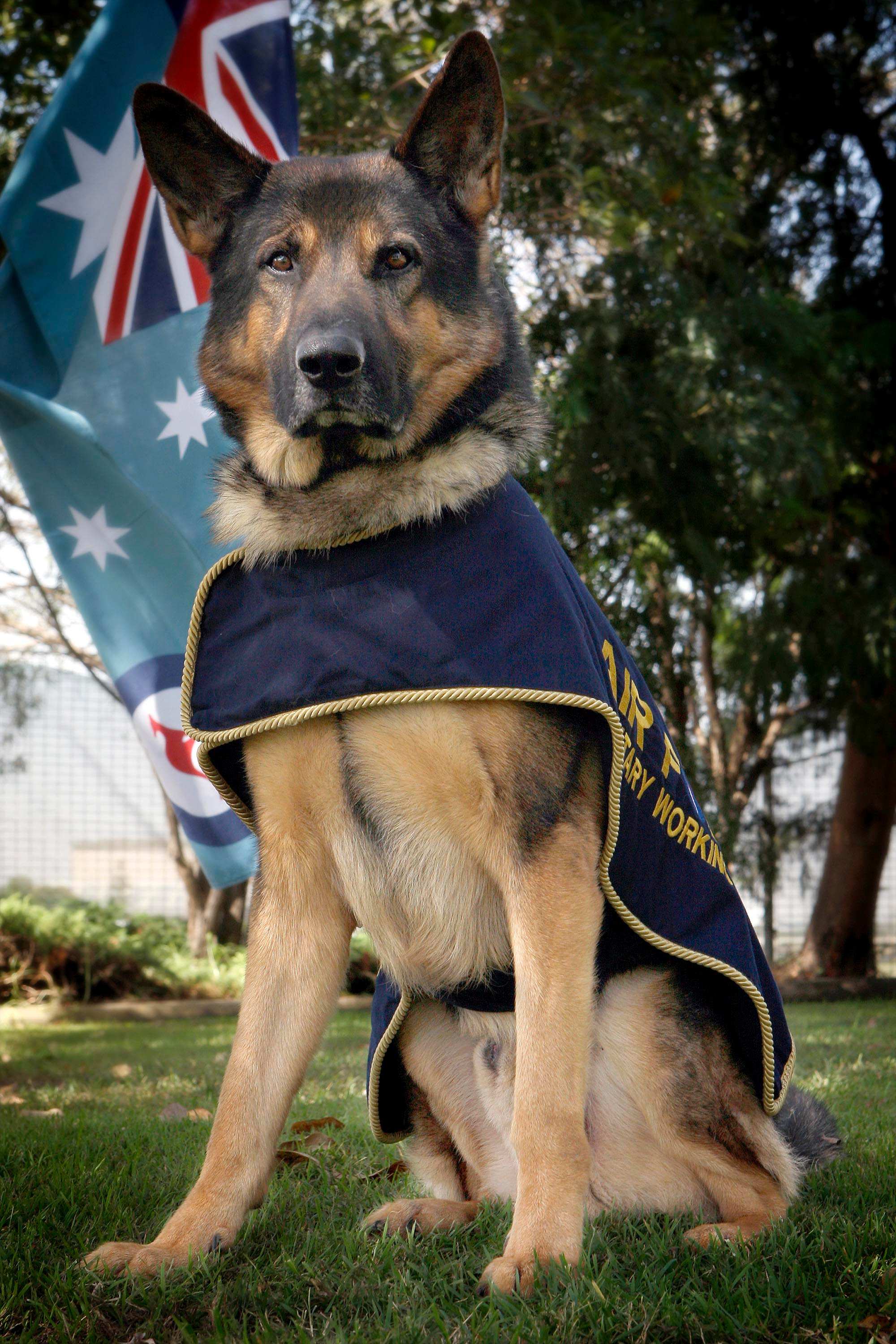 Royal Australian Air Force Military Working Dogs considered for ...