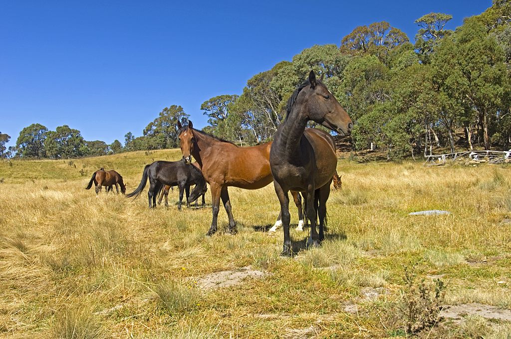 Australian icon v Environment: the future of the brumbies - triple j