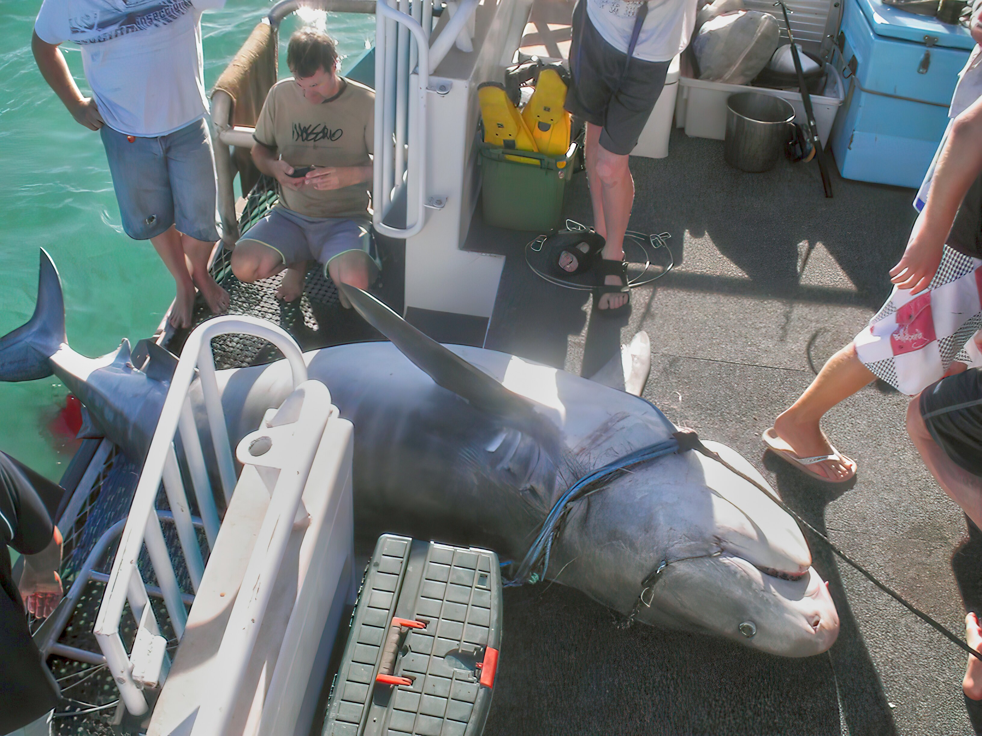 Up close with the ocean's circle of life - ABC listen