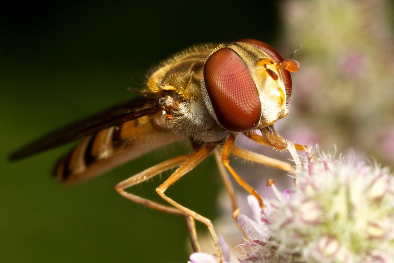 Insects may have had basic 'consciousness' more than 500 million years ...