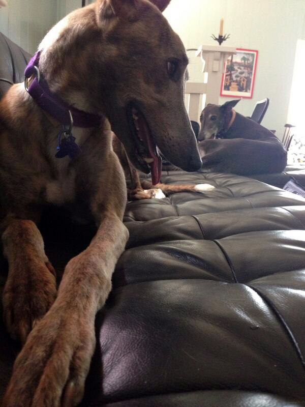 Massive increase in people adopting or fostering greyhounds after live ...