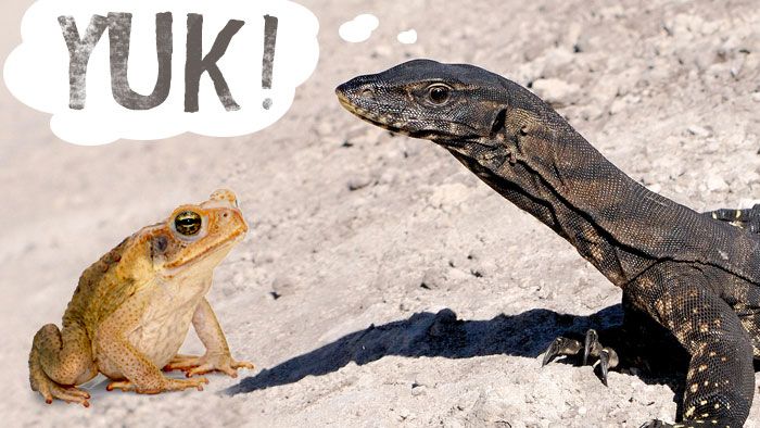 Toad Training - Behind The News