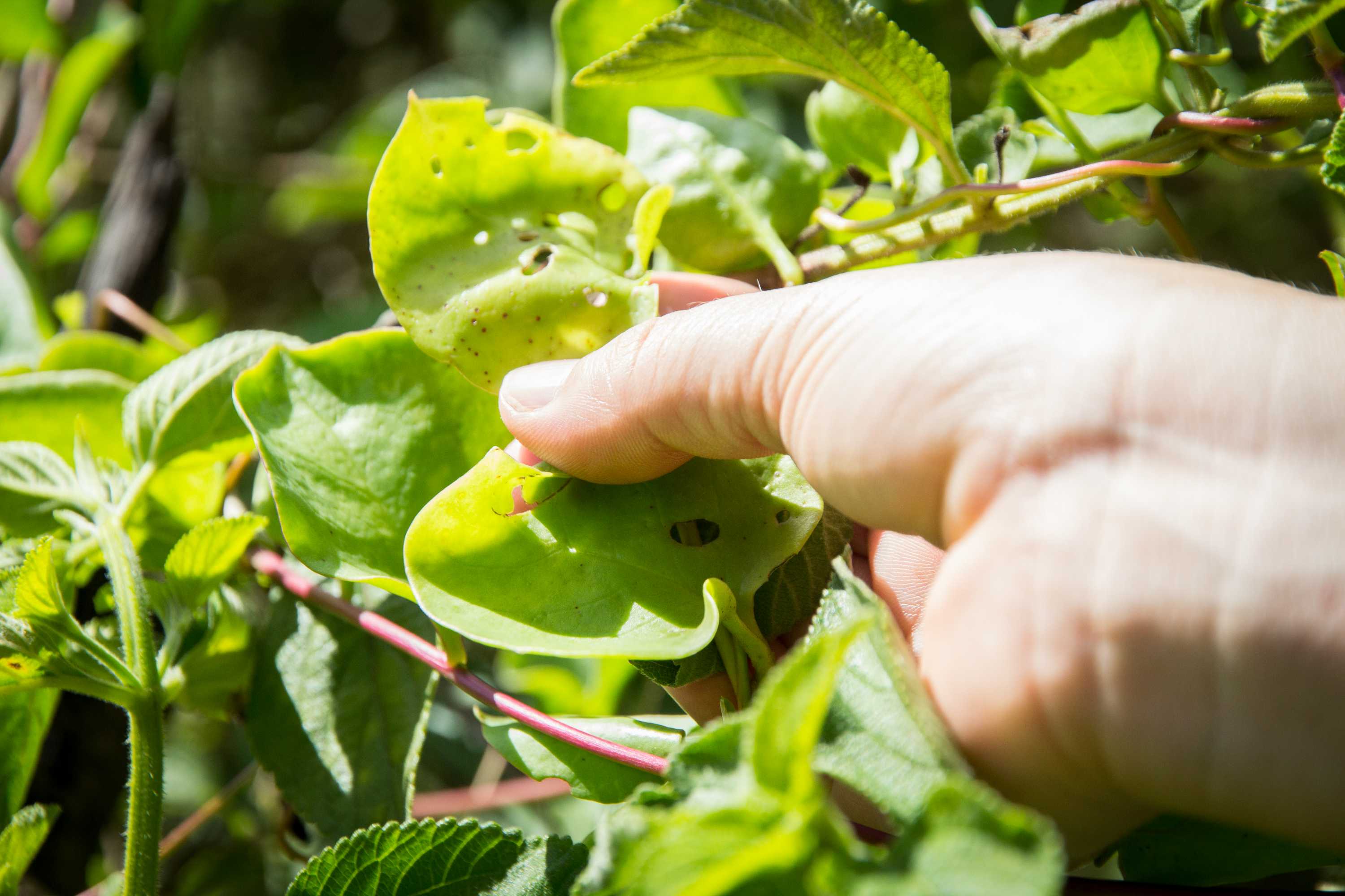 South American beetle helps kill invasive weed in endangered Hunter ...