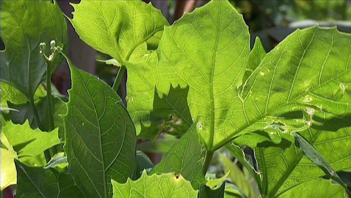 Composting Gum Leaves - Gardening Australia