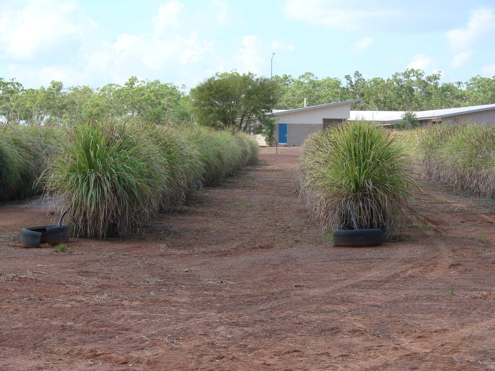 Prison produce plans: Darwin prison farm has $20 million turnover ...