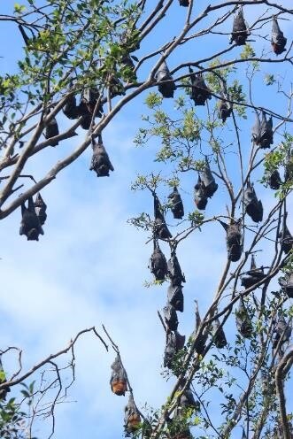 NSW coastal council seeking legal changes to prevent flying fox ...