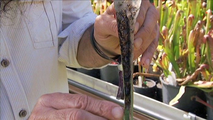 Composting Gum Leaves - Gardening Australia