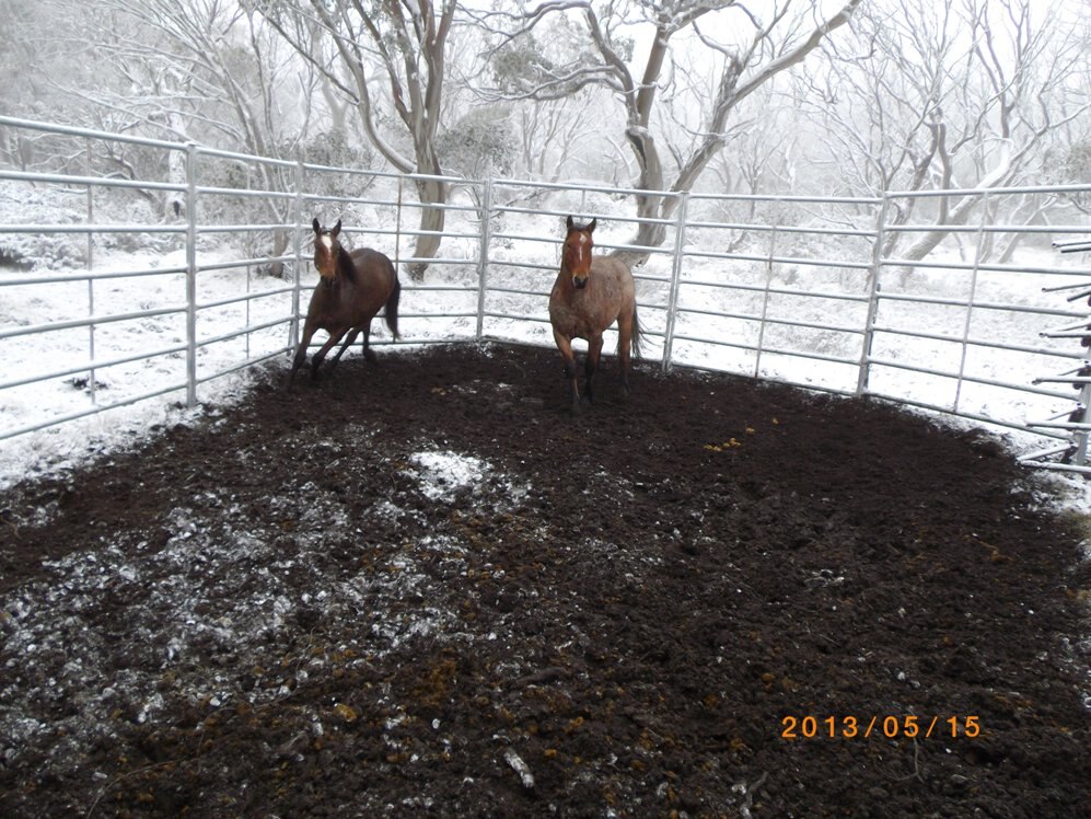 Shooting brumbies in Kosciuszko - ABC News