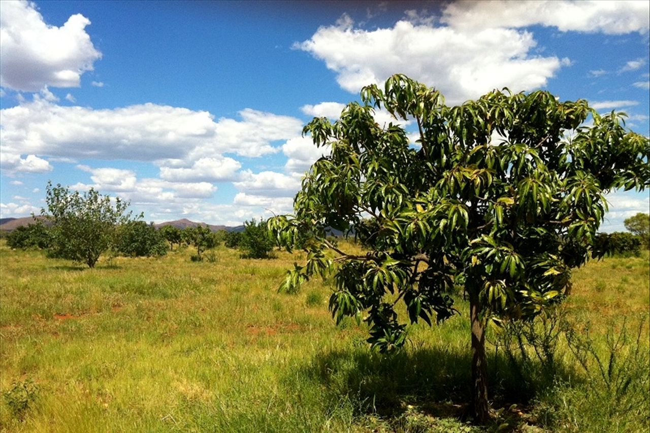 Saving a mango tree. No bull! - ABC listen