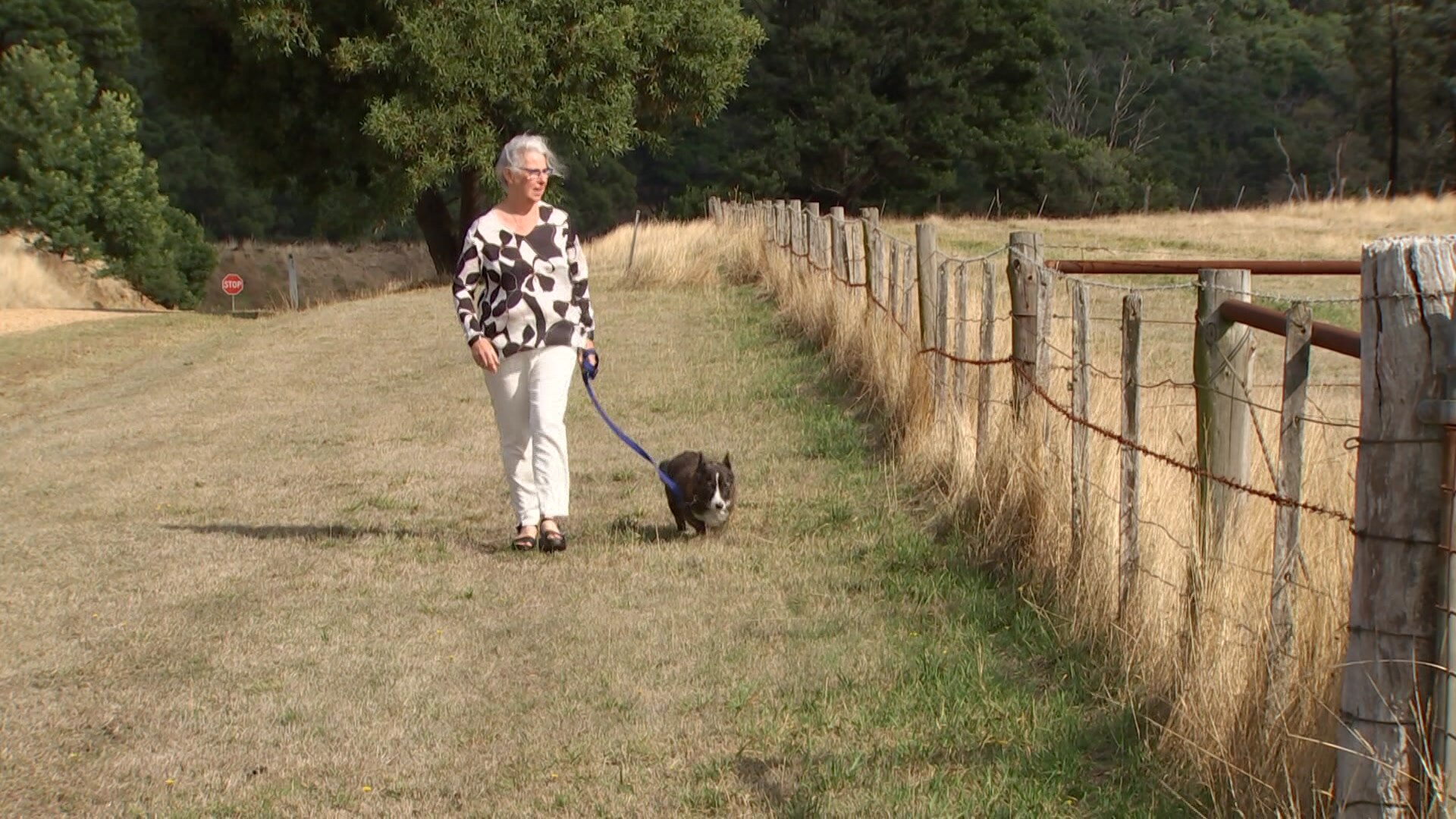 Jane Gibb walks dog - ABC News