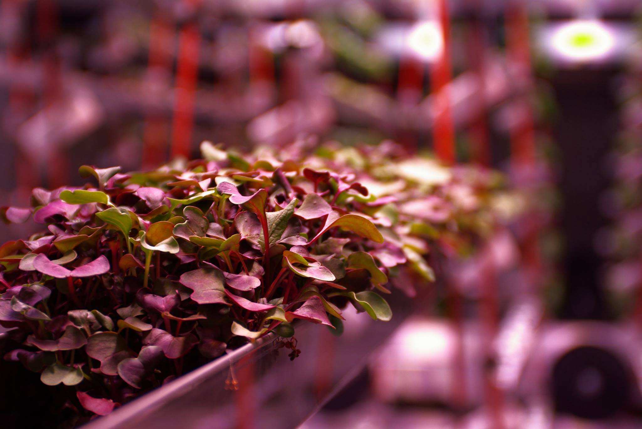 500 heads of lettuce a year per square metre: Canadian company pitches ...
