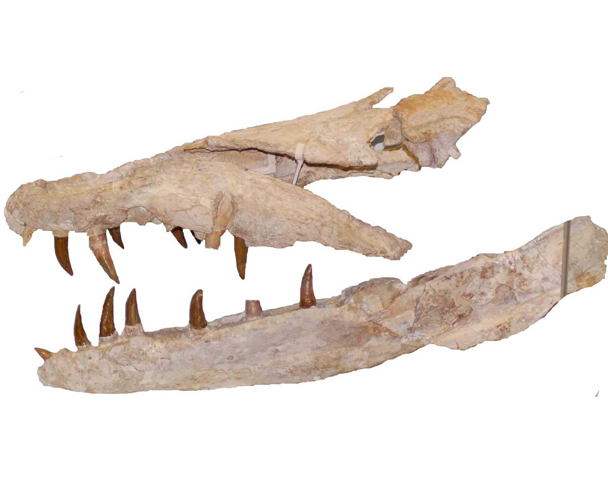 Crocs of the cretaceous and why dinosaurs went extinct - ABC listen