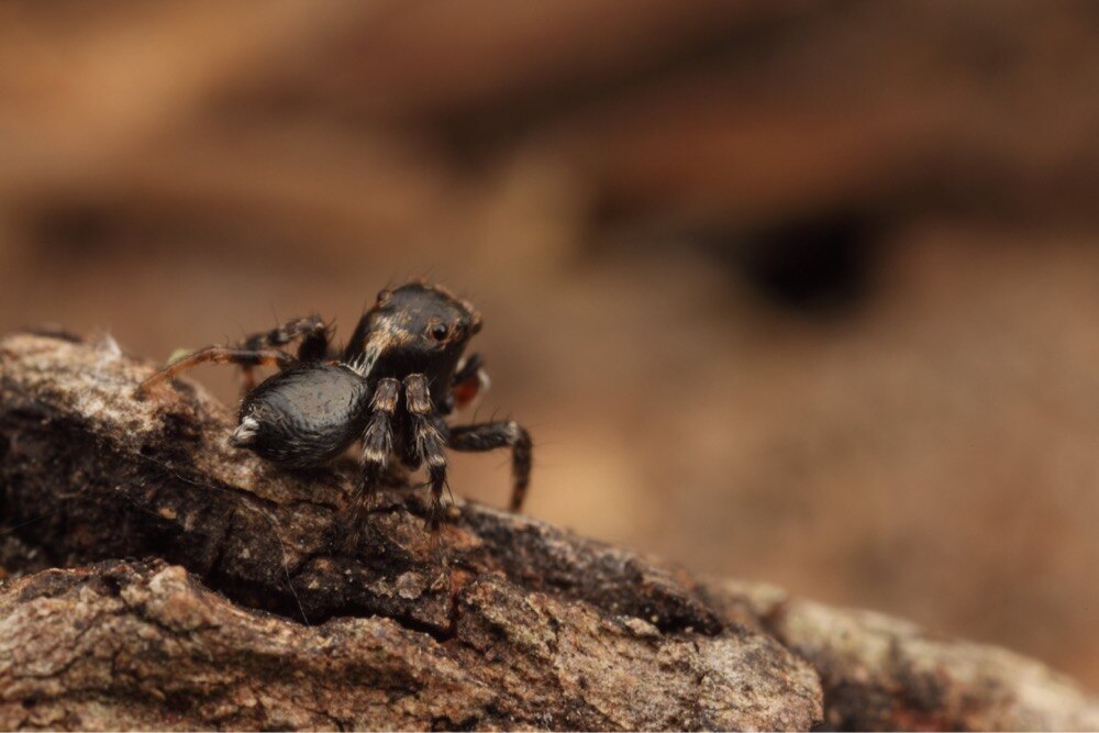 New spider species discovered by citizen scientists using Australian ...