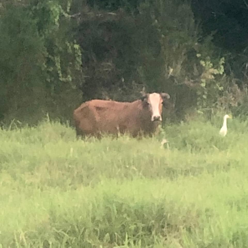 Bull seen with cow that has been living on island since 2022 northern ...