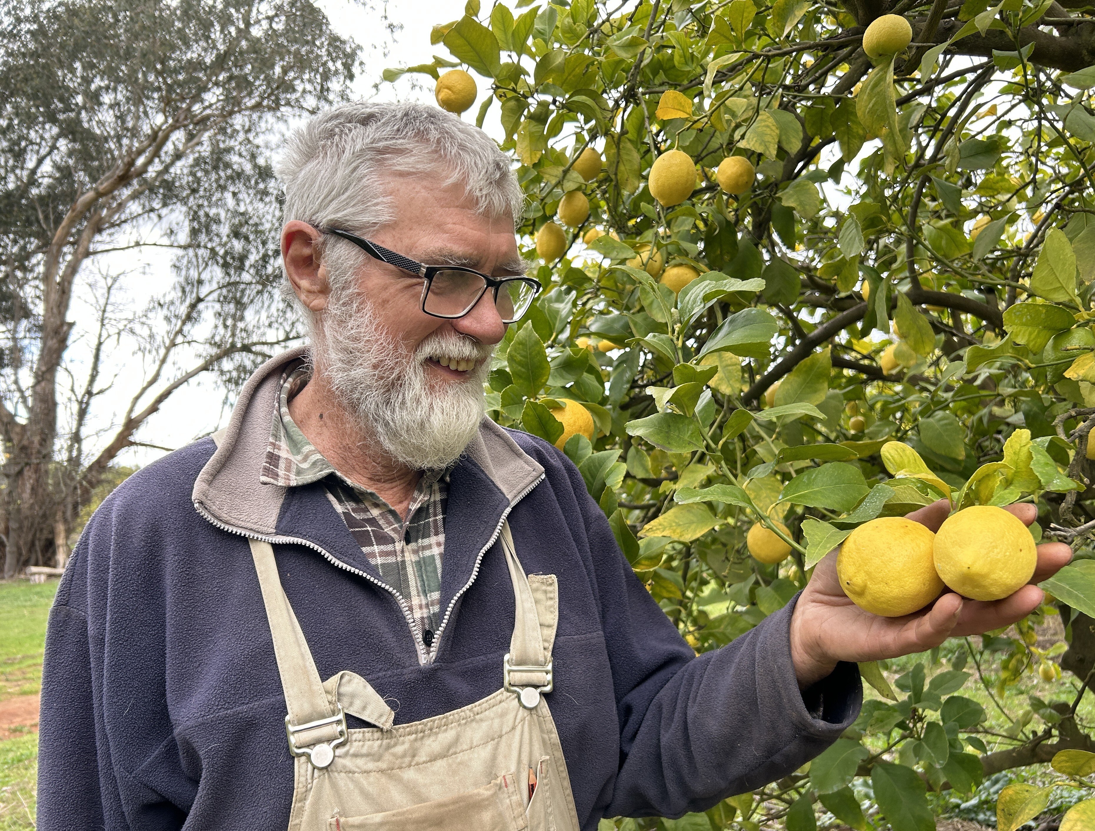 Father and son grow delicate citrus blossoms for niche liqueur market ...