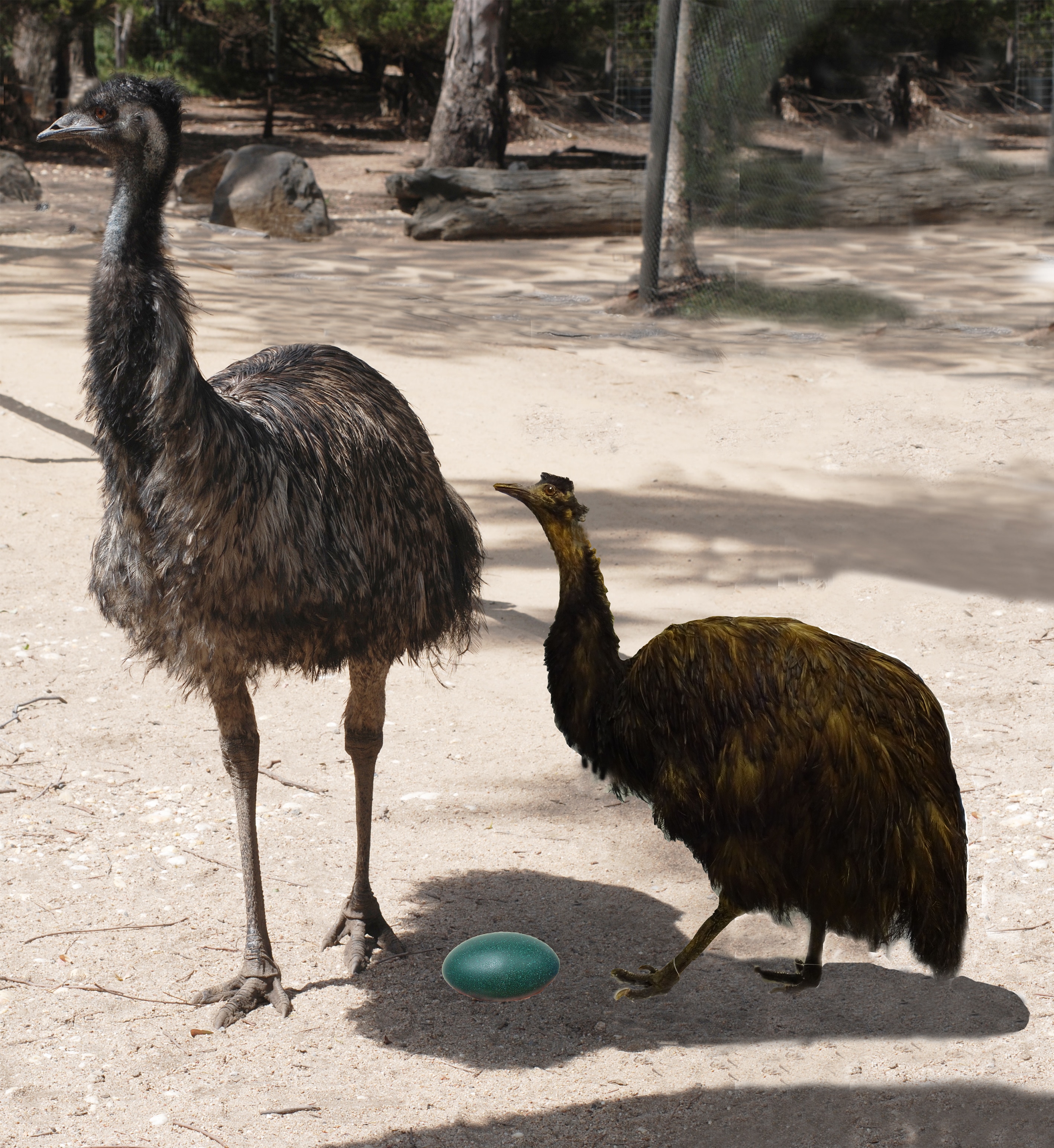 The discovery of a very rare King Island emu egg is exciting scientists ...