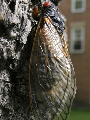 World must 'learn to love insects' - ABC News