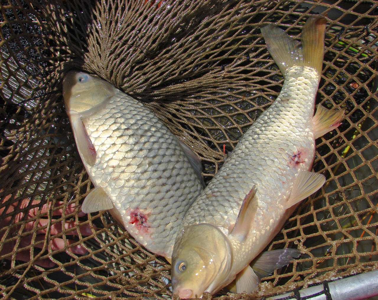 New assault on carp pest - ABC News