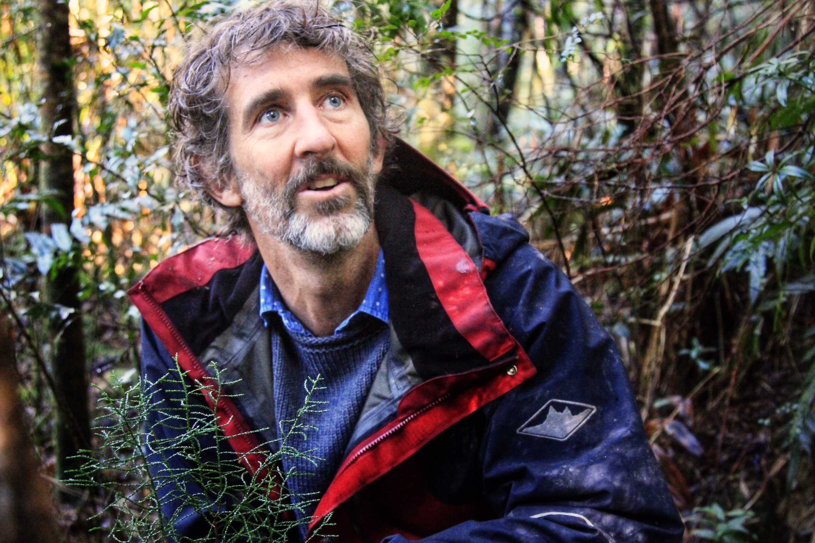 Huon pine trees live for 3,000 years but climate change could wipe them ...