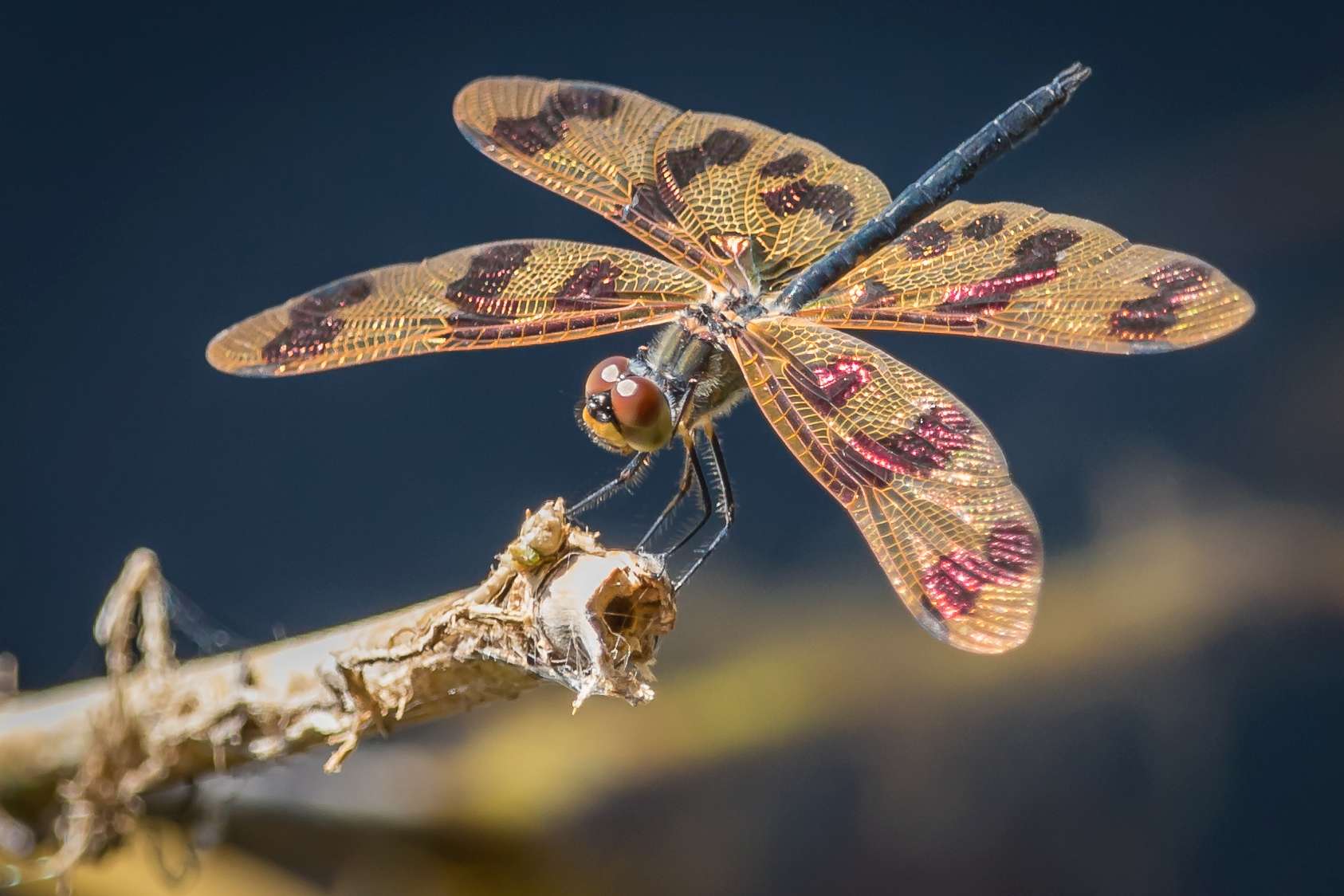 Dragonfly smartphone app to help expand knowledge of insect in tropics ...
