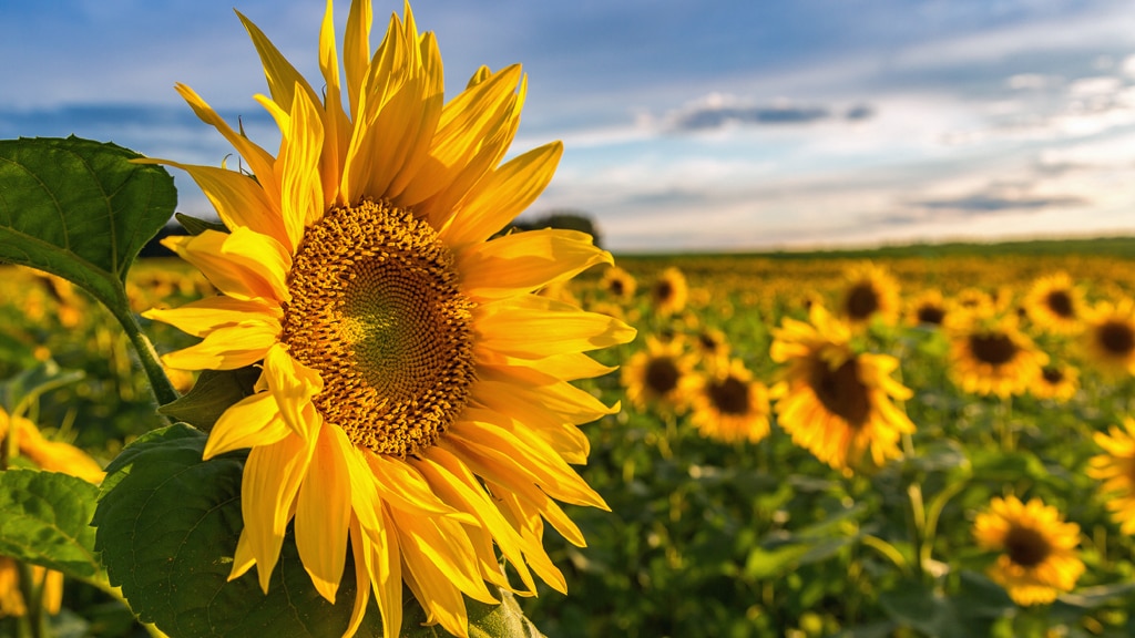 Sunflower - Gardening Australia