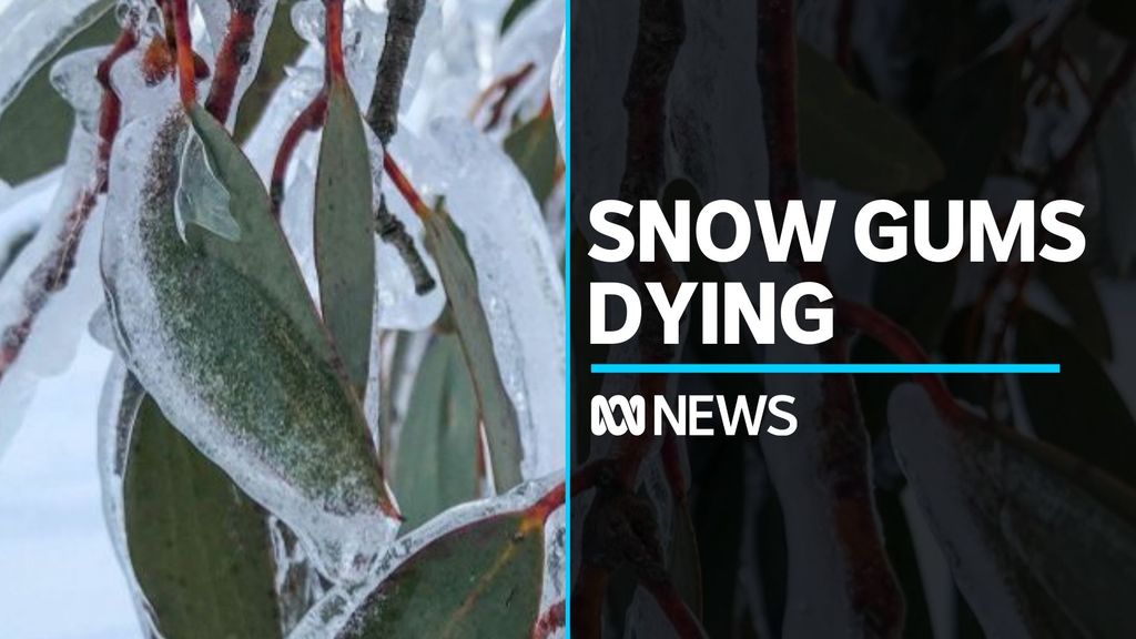 Snow gums being decimated by native beetle infestation - ABC News