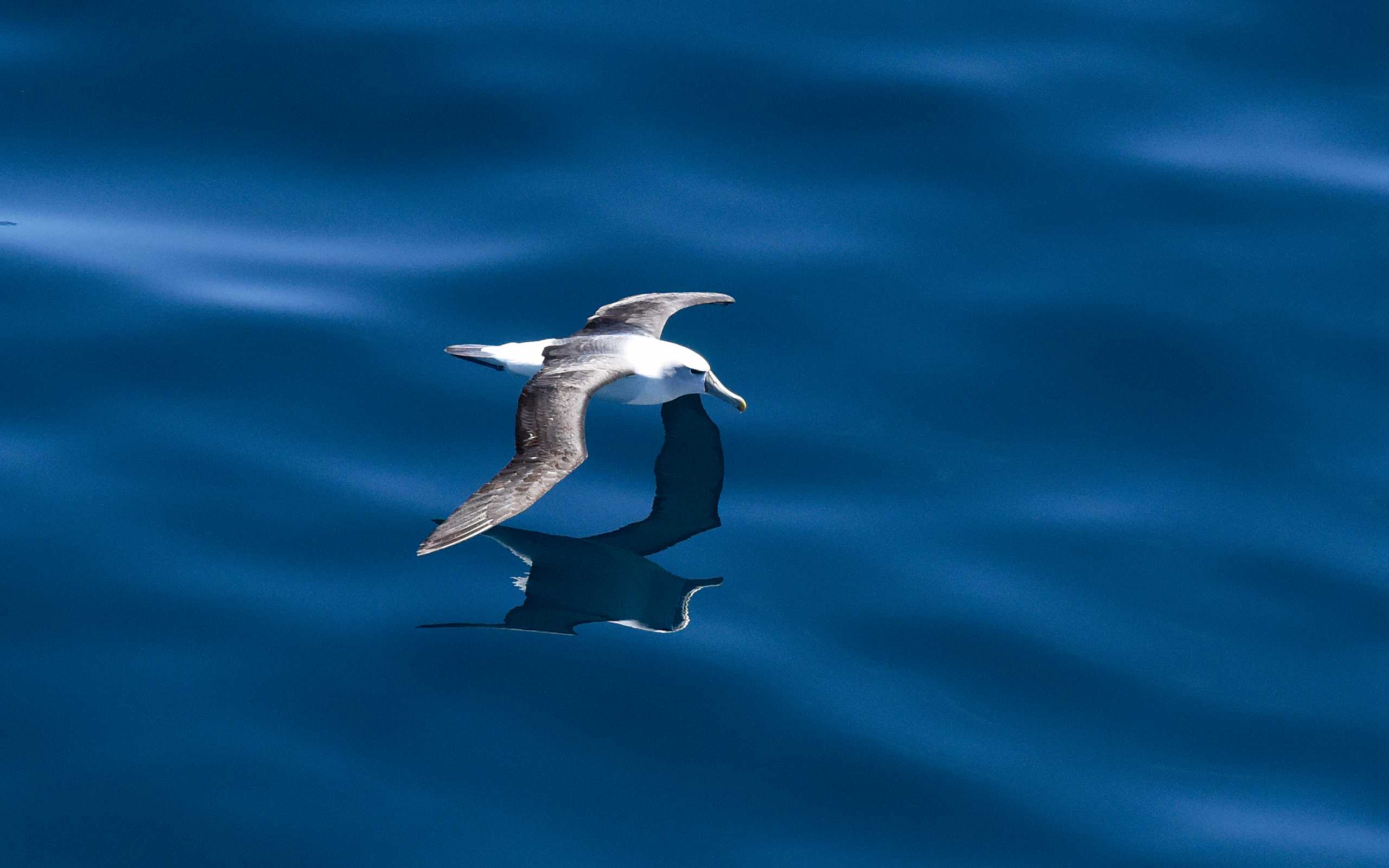 'Endangered' status for shy albatross, recognising threats from climate ...