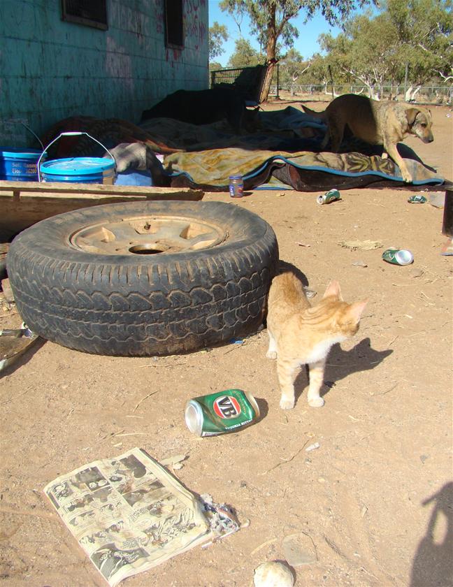 Wild dogs kill men, body parts eaten: Coroner - ABC News