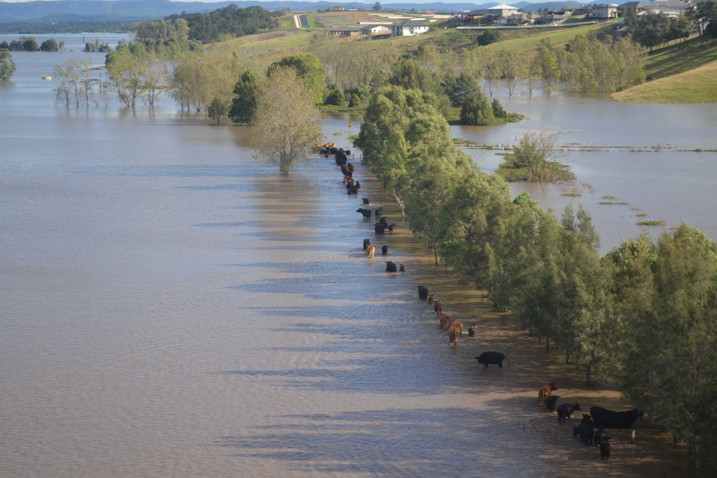 40,000 poultry deaths in Hunter Valley floods - ABC News