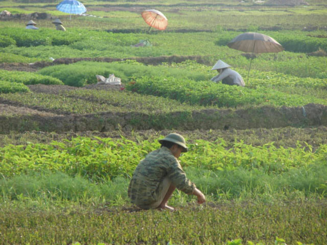 The role of women in Vietnamese agriculture. - ABC News