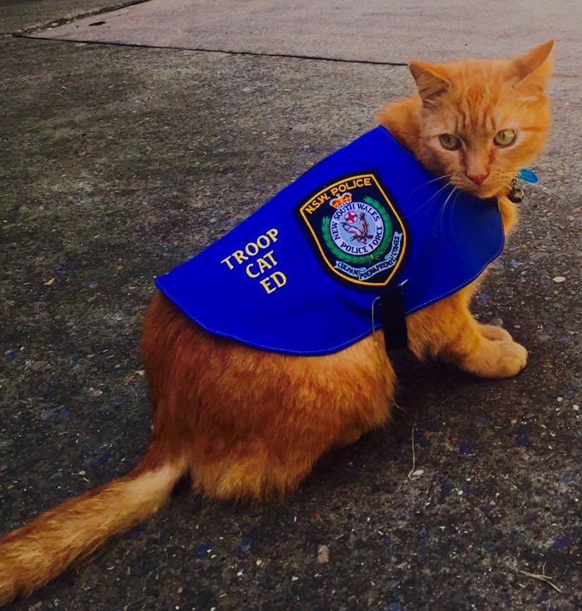 Troop Cat Ed at home with the Sydney Mounted Police - ABC News