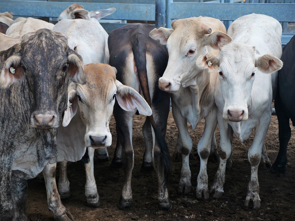 Emerald saleyards expansion causes strife as resident asks council to ...