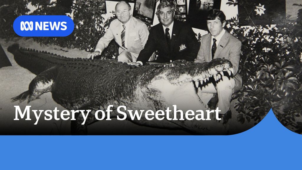 New development into the mystery of Sweetheart the crocodile - ABC News