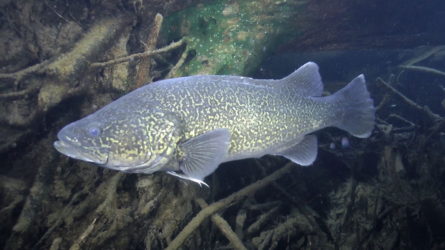 Success in fish nesting boxes create hope for endangered eastern ...