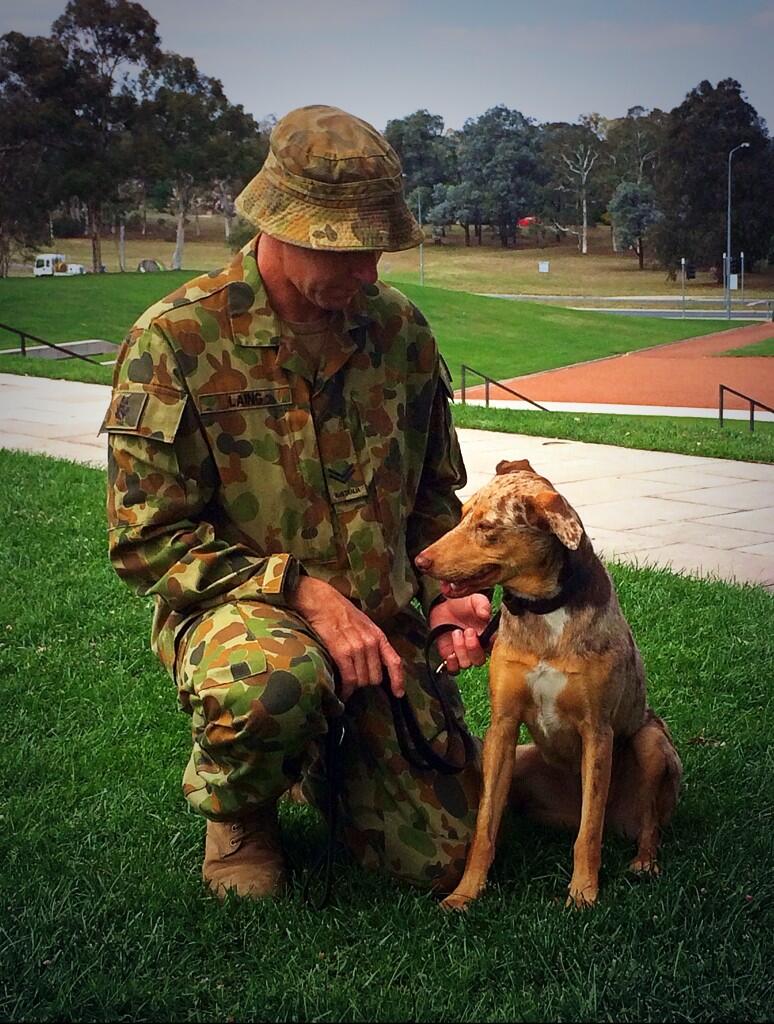 War Memorial pays tribute to animals that served in conflicts - ABC News