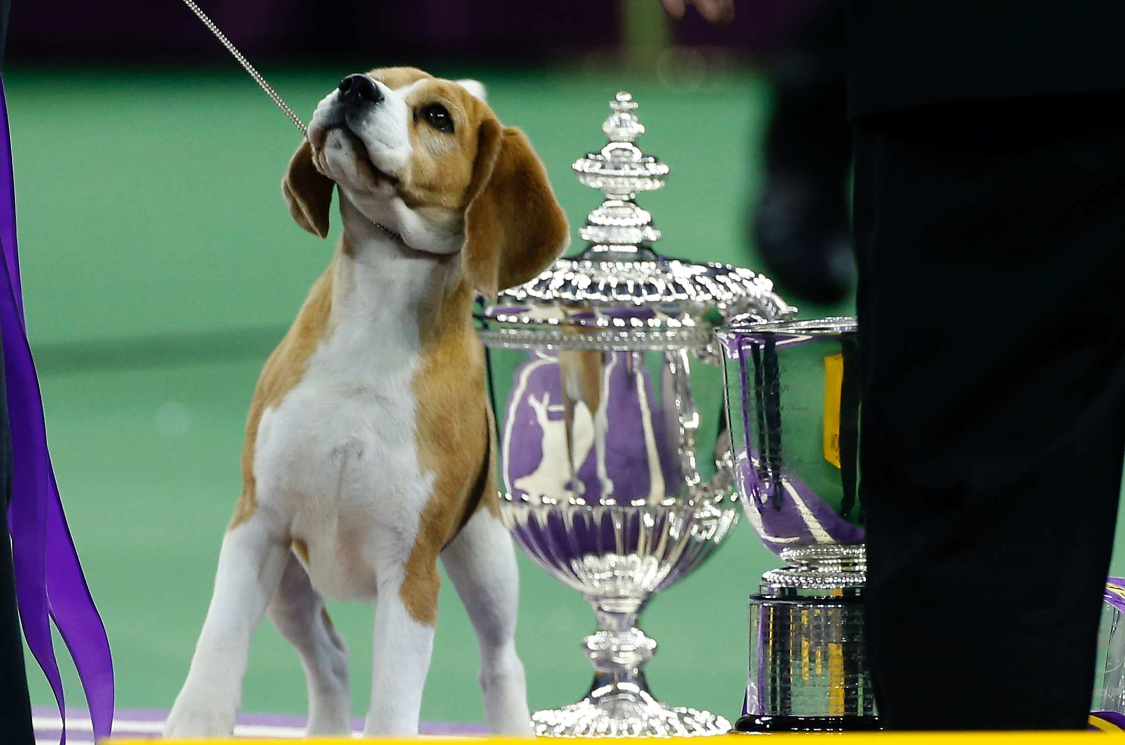Westminster show: Beagle named Miss P is top dog at prestigious event ...