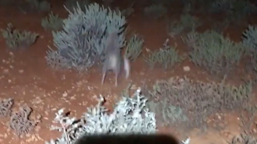 Ear tissue from this wild bilby, found outside Currawinya's fence, will ...