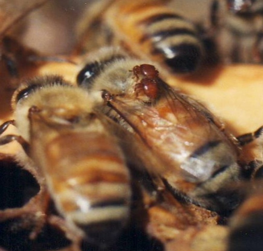 Detection of braula fly in NSW poses issues for beekeeping industry ...
