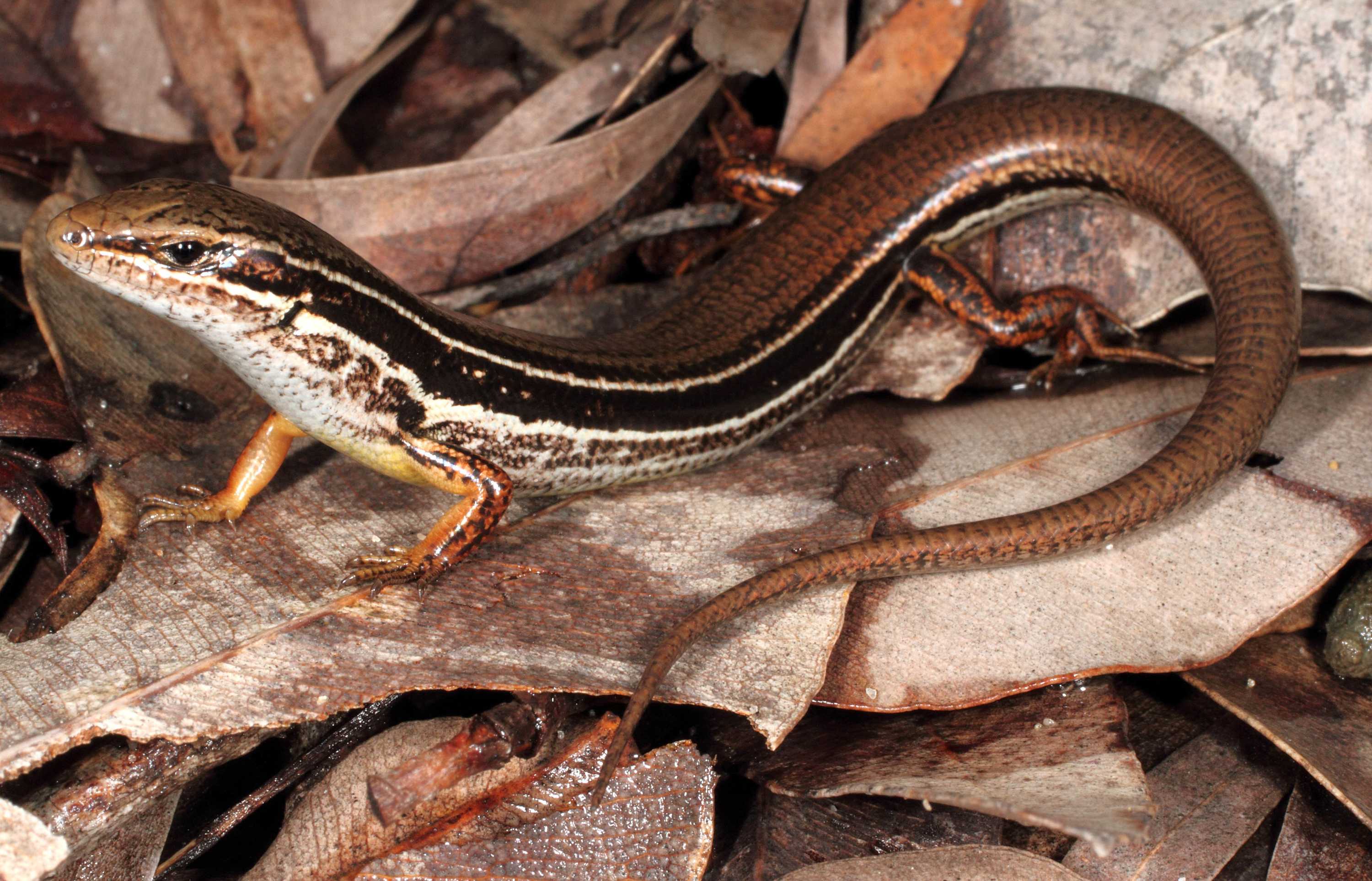 Recently discovered lizards facing extinction - ABC News