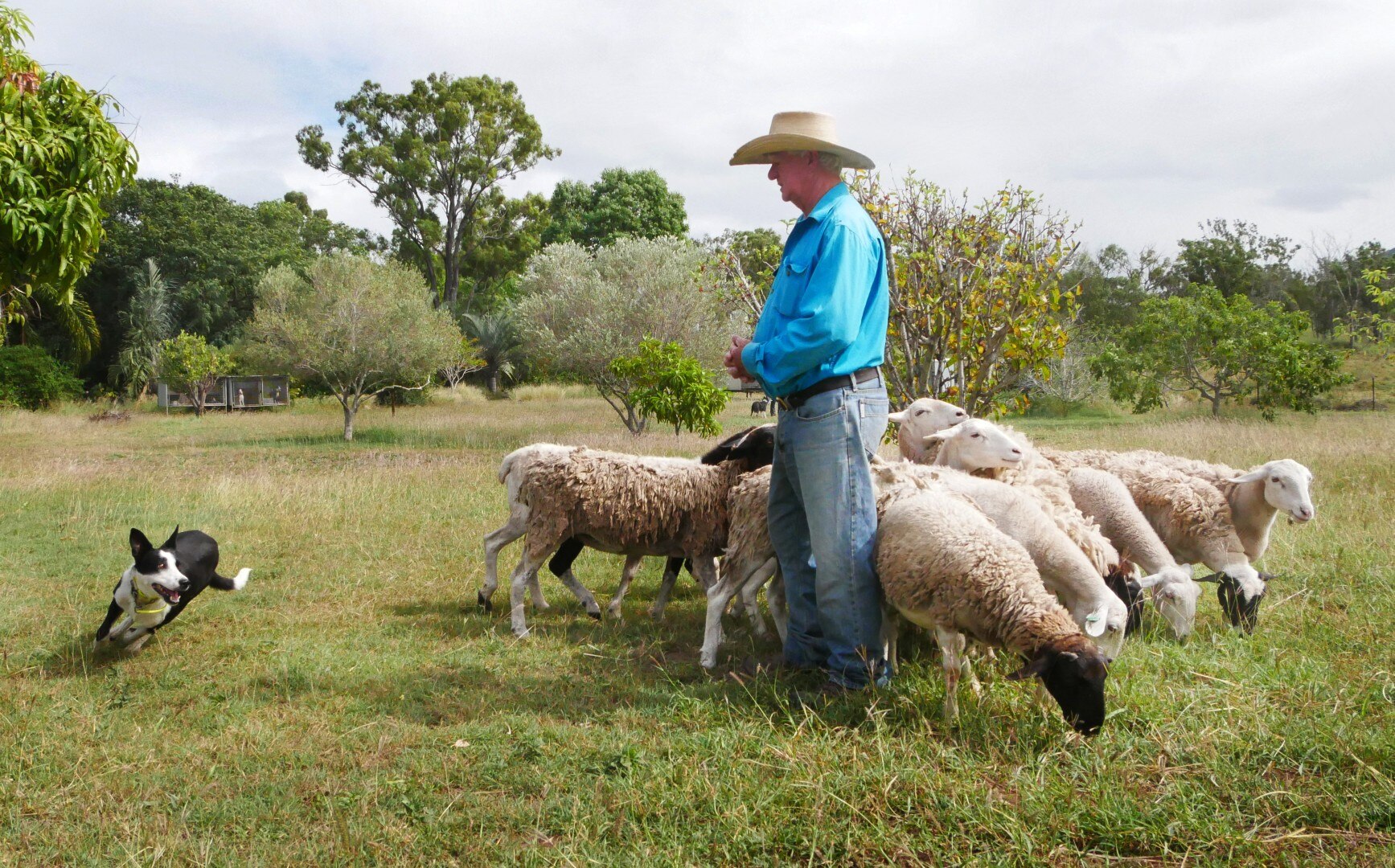 Border collies popular working dogs in Queensland,…