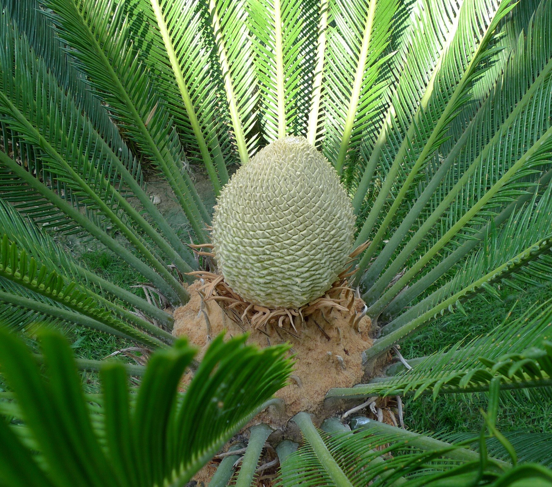 Ancient cycads not so ancient, research finds - ABC News
